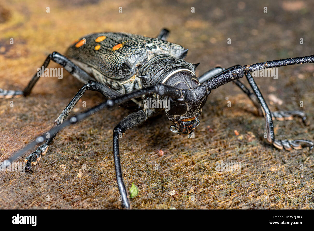 Batocera hi-res stock photography and images - Alamy