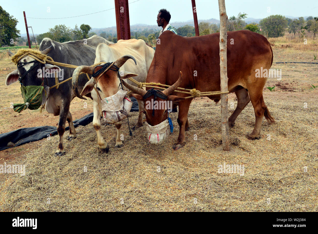 Threshing by oxen hi-res stock photography and images - Alamy