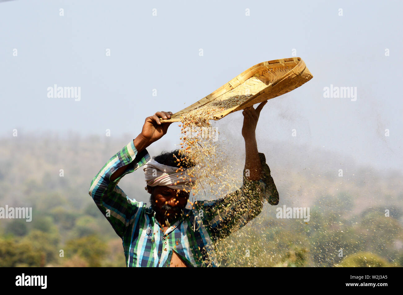 Winnowing or wind winnowing Stock Photo - Alamy