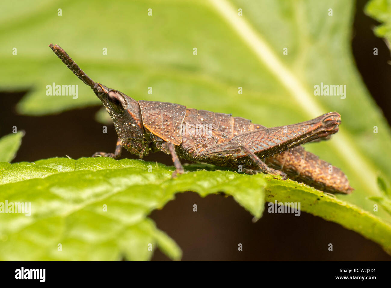 Hairy grasshopper hi-res stock photography and images - Alamy