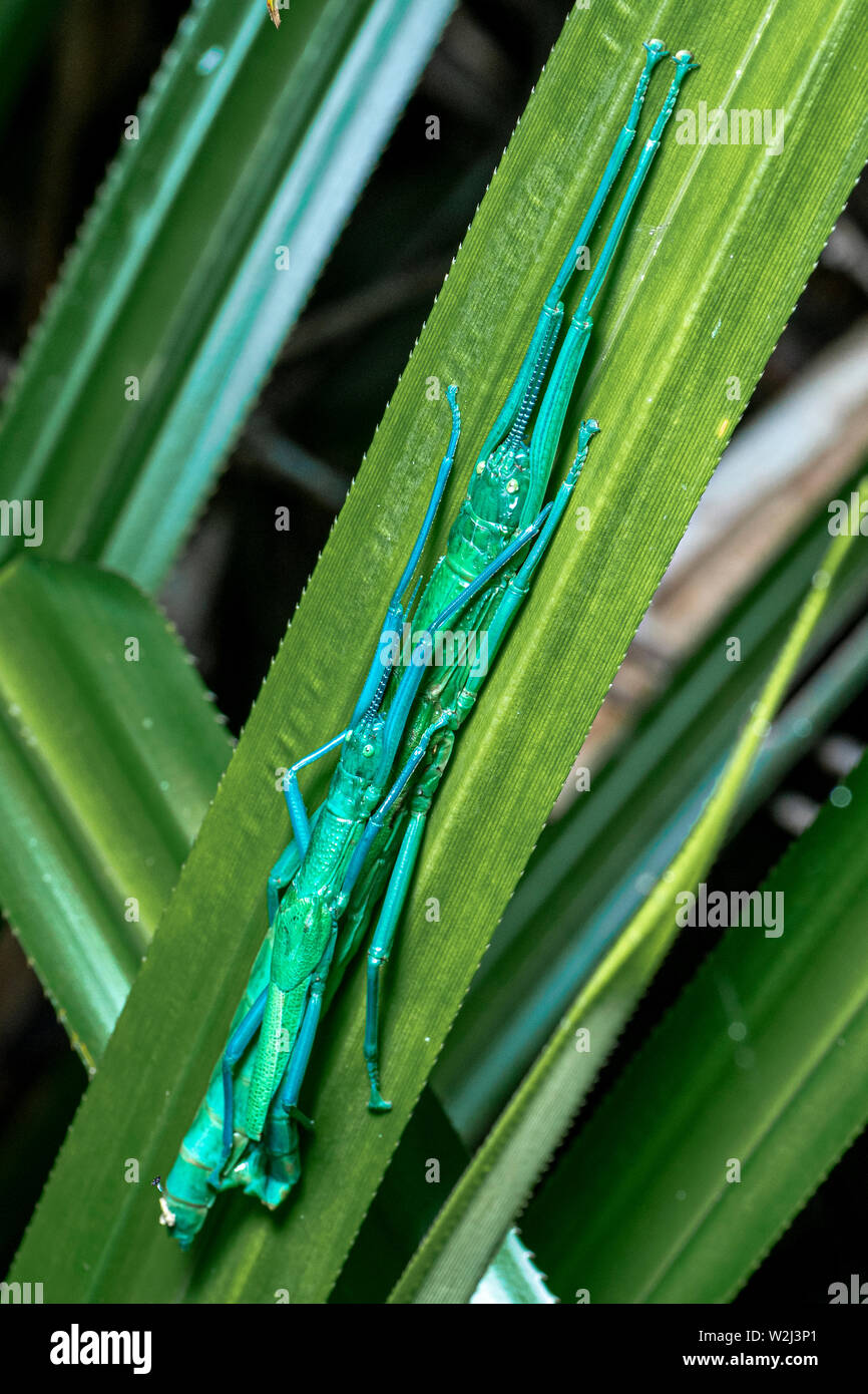 Peppermint stick insect hi-res stock photography and images - Alamy
