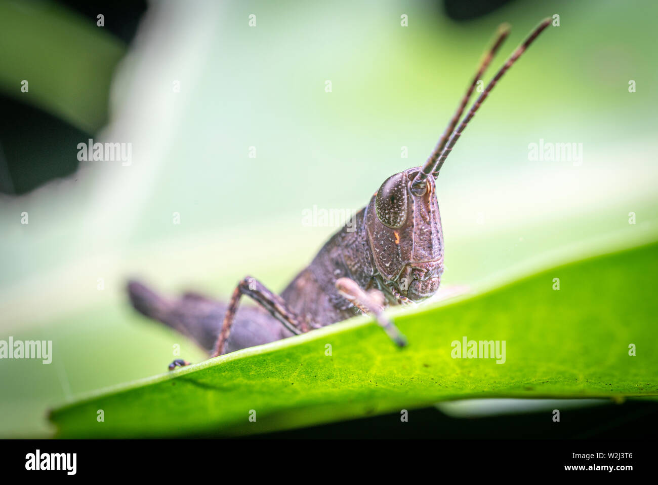 Grasshopper nymph, Acrididae, against light green background Stock ...
