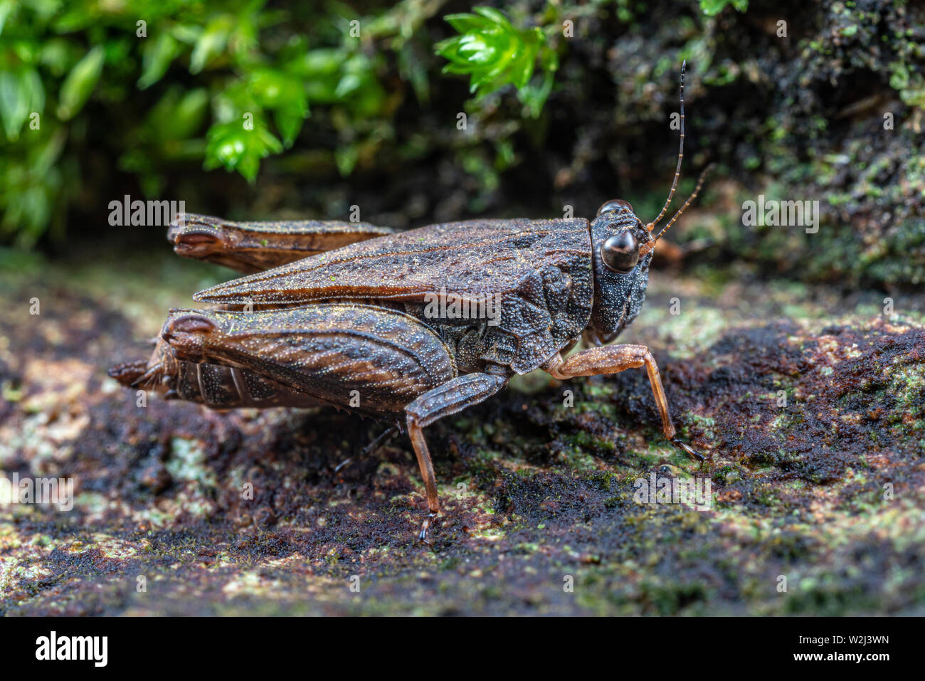 A camouflaged pygmy grasshopper from the family Tetrigidae Stock Photo ...