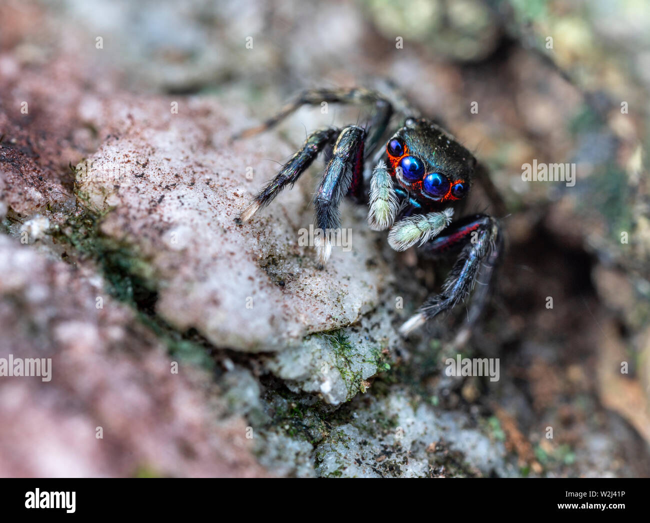Jotus sp, a jumping spider from Australia with brilliant blue eyes ...