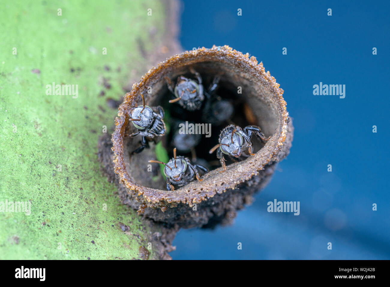 Tetragonula stingless bees at thier nest entrance, in the side of a ...