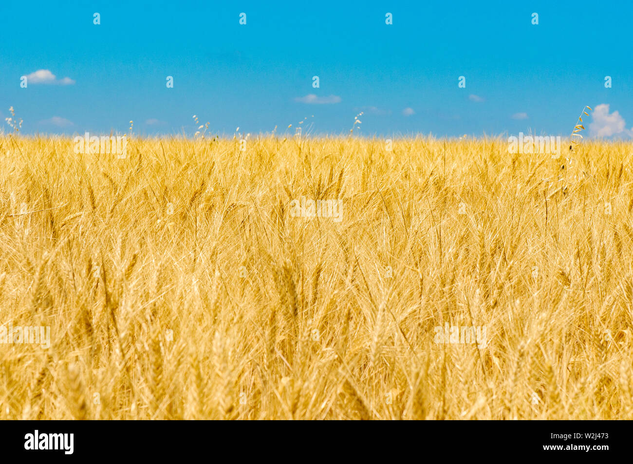 Gold wheat field and blue sky Stock Photo - Alamy