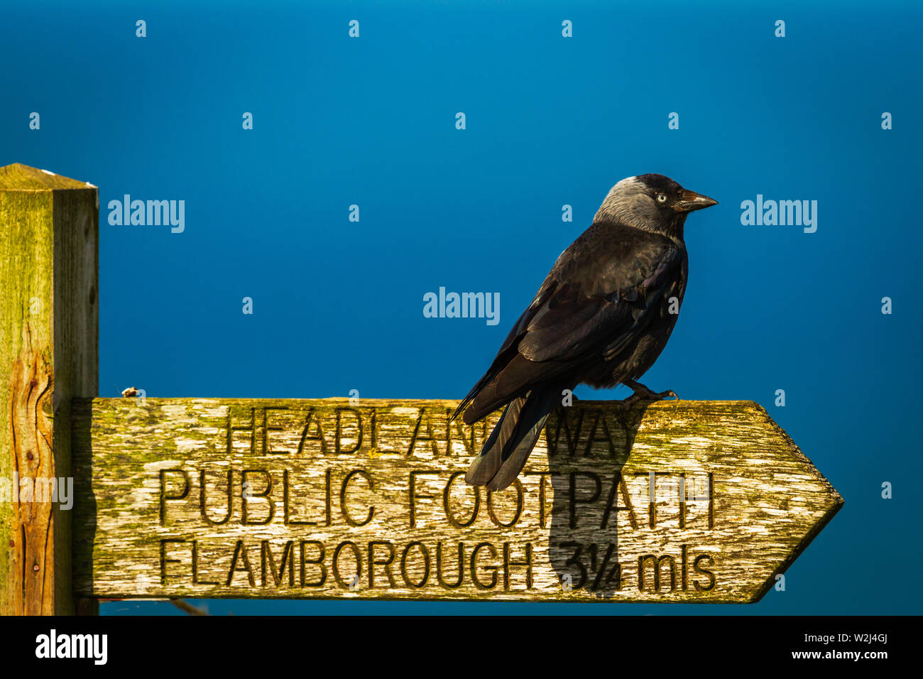 Jackdaw feathers hi-res stock photography and images - Alamy