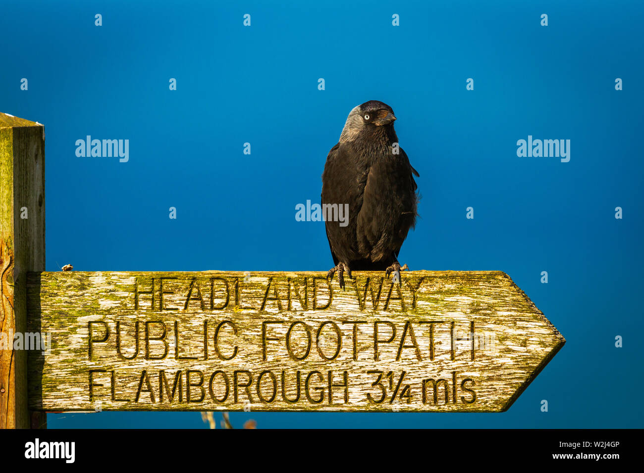 Jackdaw Corvus monedula Bemton Cliffs Stock Photo - Alamy