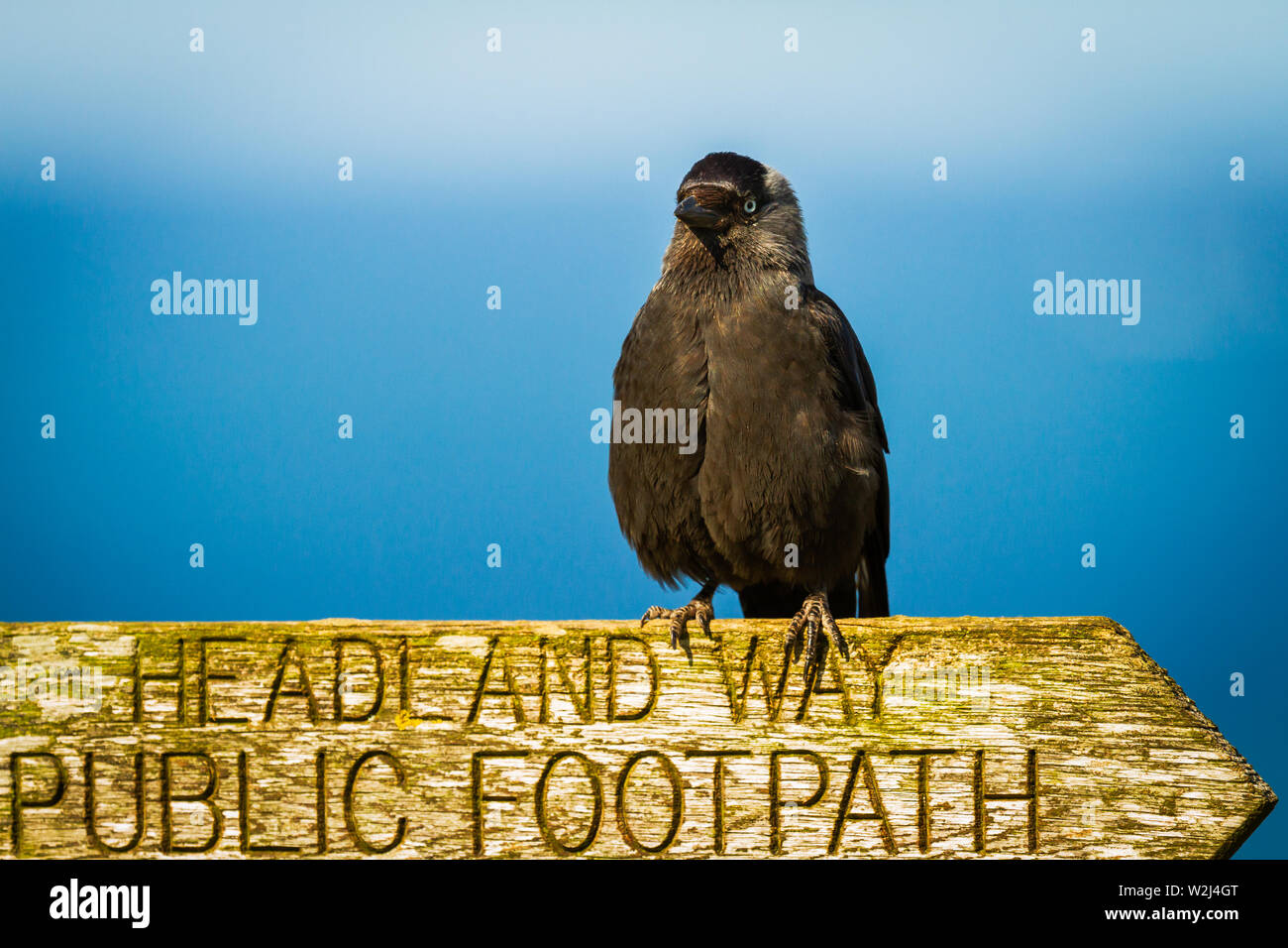 Jackdaw feathers hi-res stock photography and images - Alamy