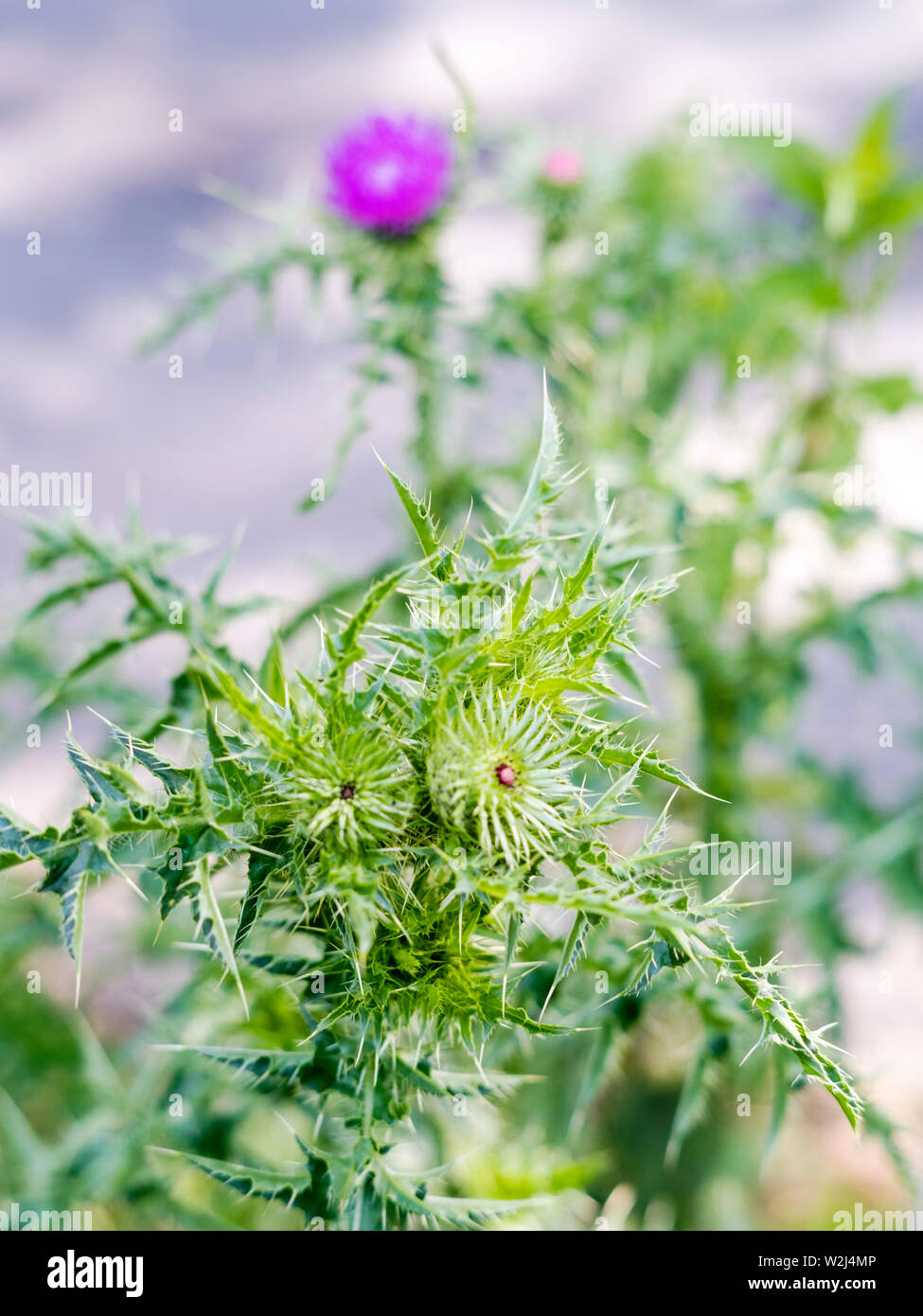 Milk thistle close-up Stock Photo - Alamy