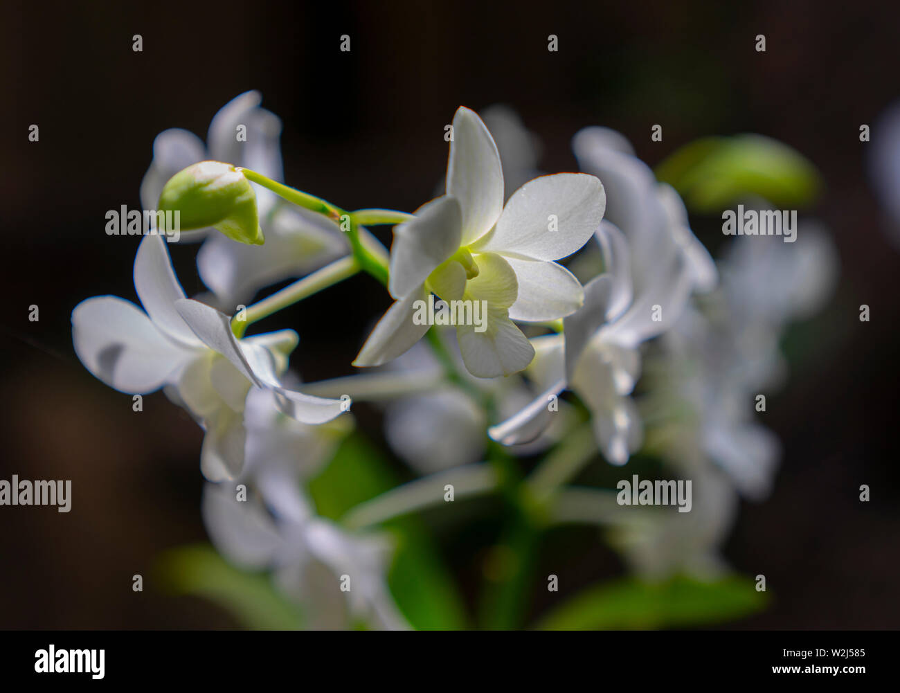 Amidst nature hi-res stock photography and images - Alamy