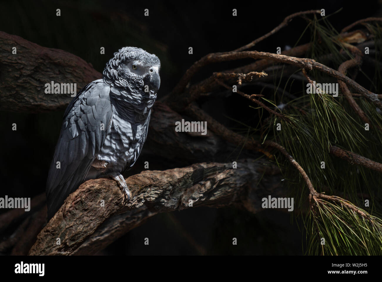 Beautiful birds of world hi-res stock photography and images - Alamy