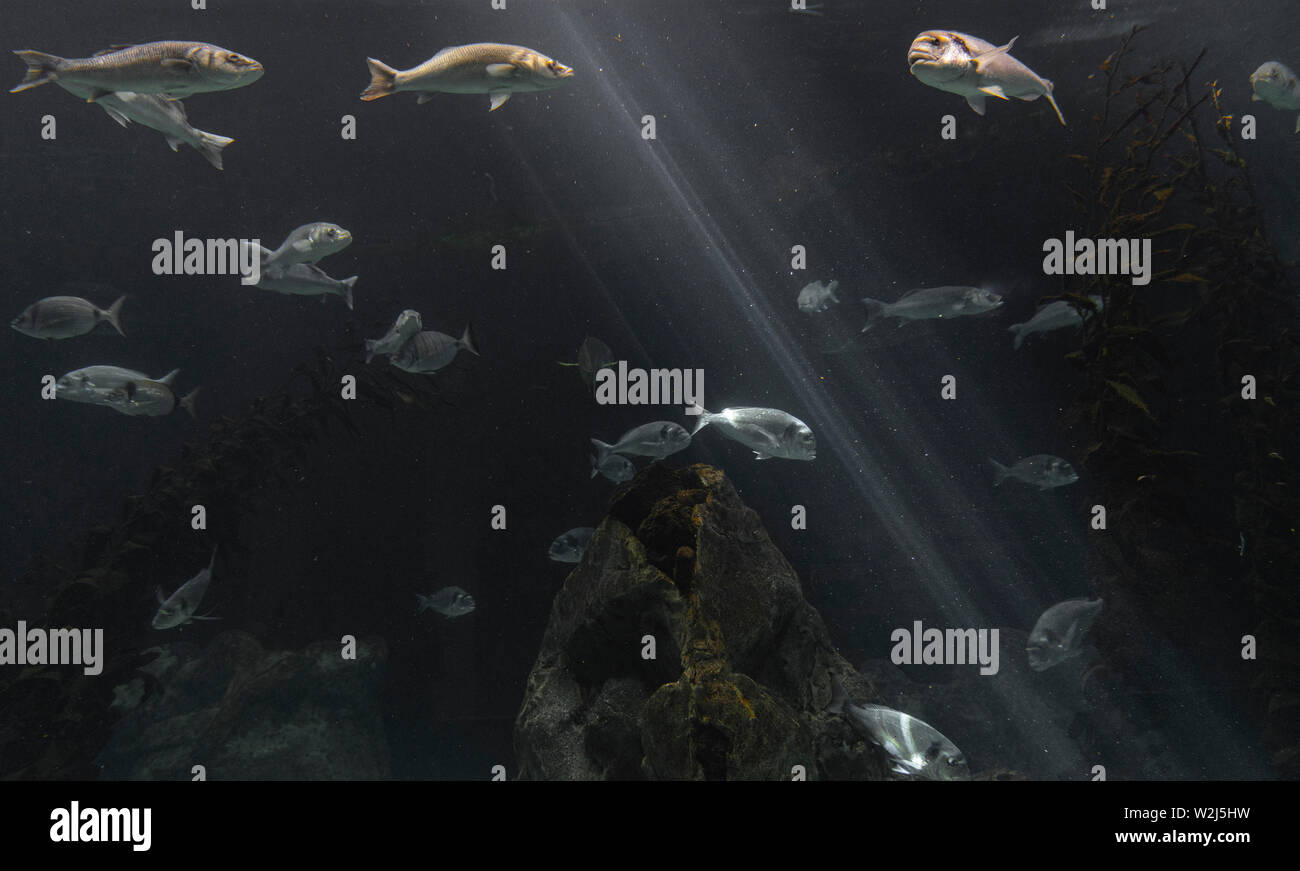 Beautiful small fishes in the water around sun light Stock Photo - Alamy
