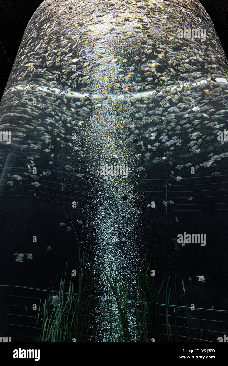 Beautiful small fishes in a big aquarium at the zoo park Stock Photo ...