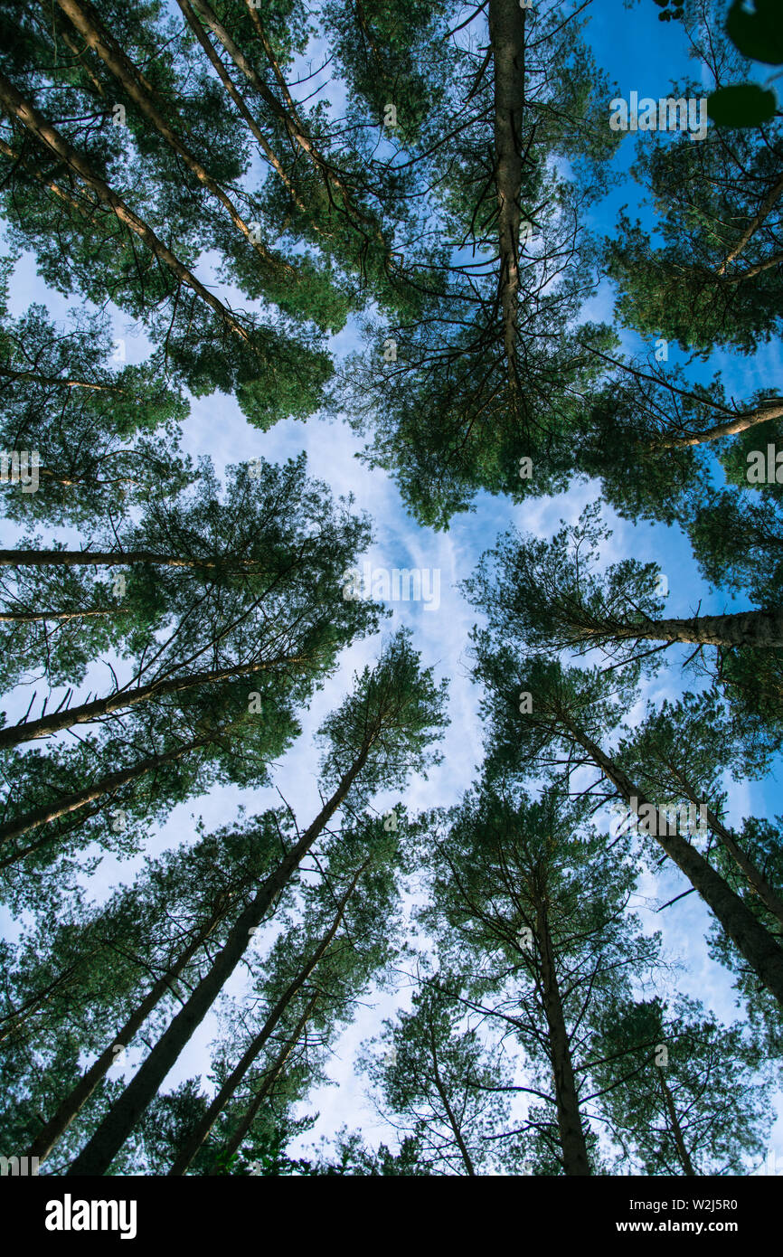 Trees Looking Up Leaves High Resolution Stock Photography and Images ...