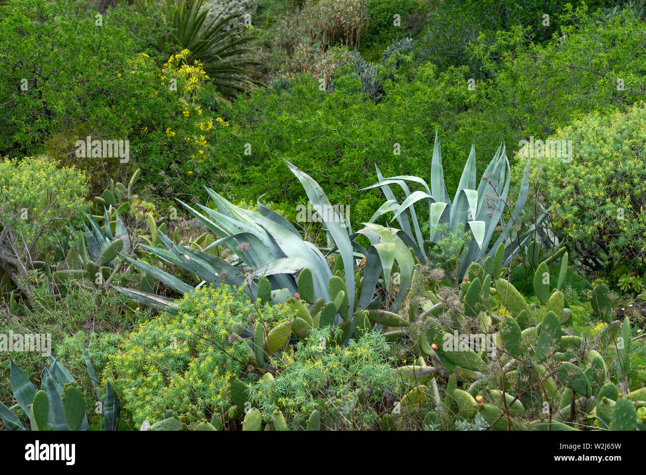 island vegetation with natural plants, greenery and cacti Stock Photo ...