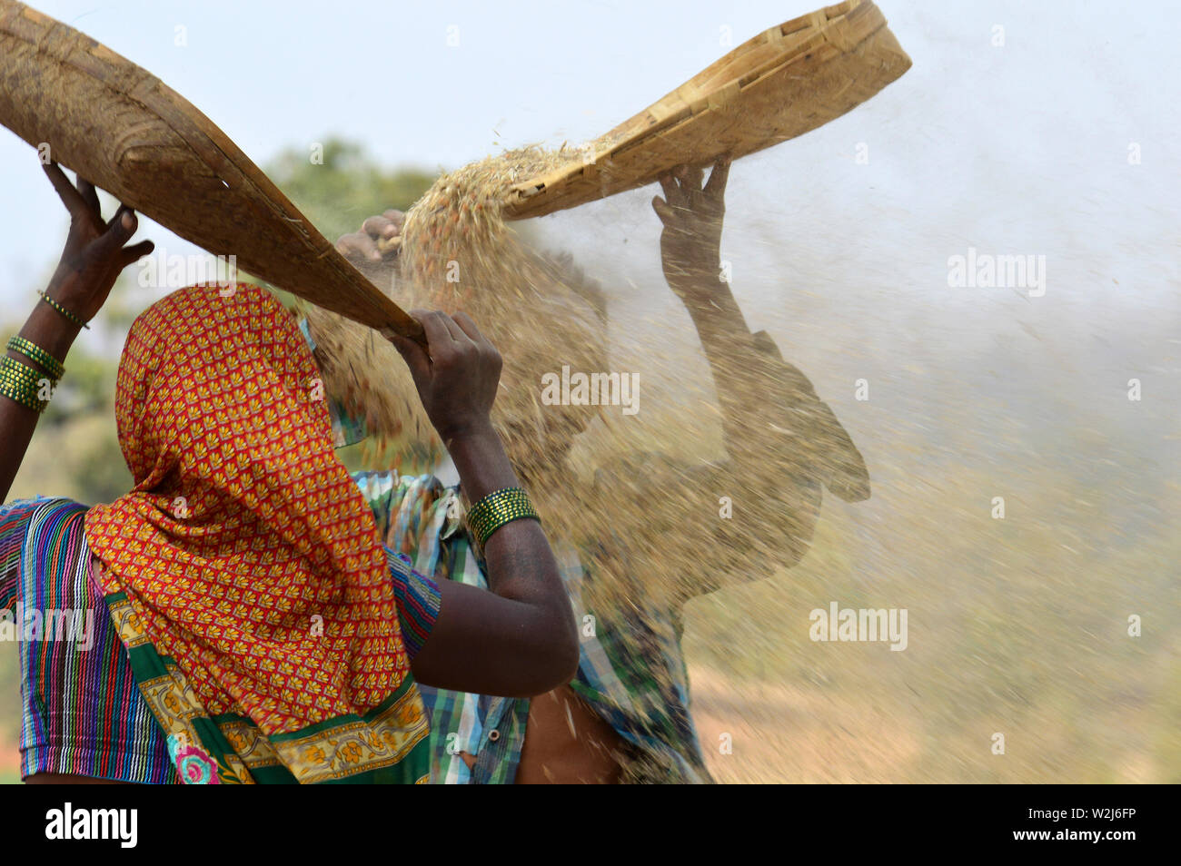 Winnowing or wind winnowing Stock Photo - Alamy