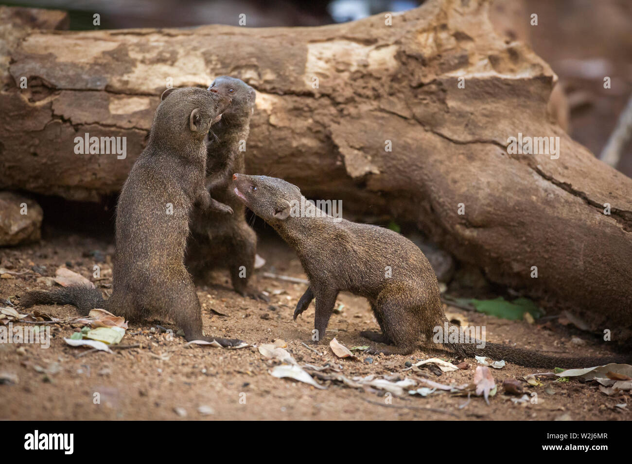 Three Common dwarf mongoose playing in Kruger National park, South ...