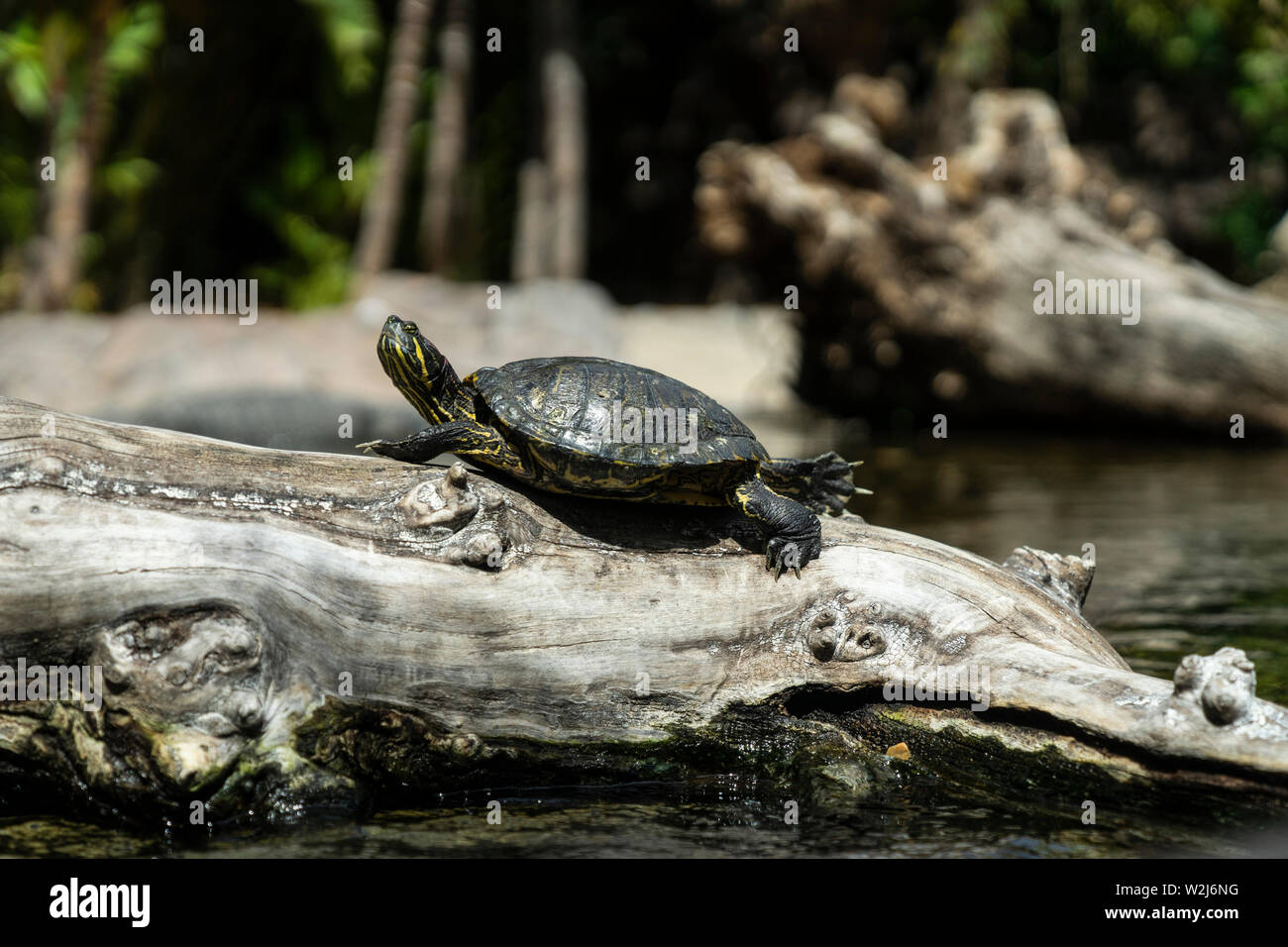 Turtle standing at the wood in the water Stock Photo - Alamy