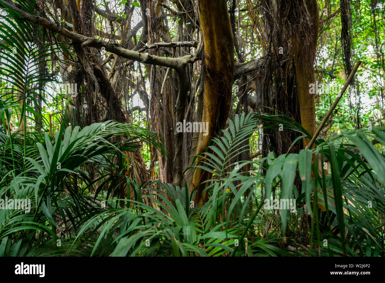 wild tropical vegetation with natural plants and greenery Stock Photo ...