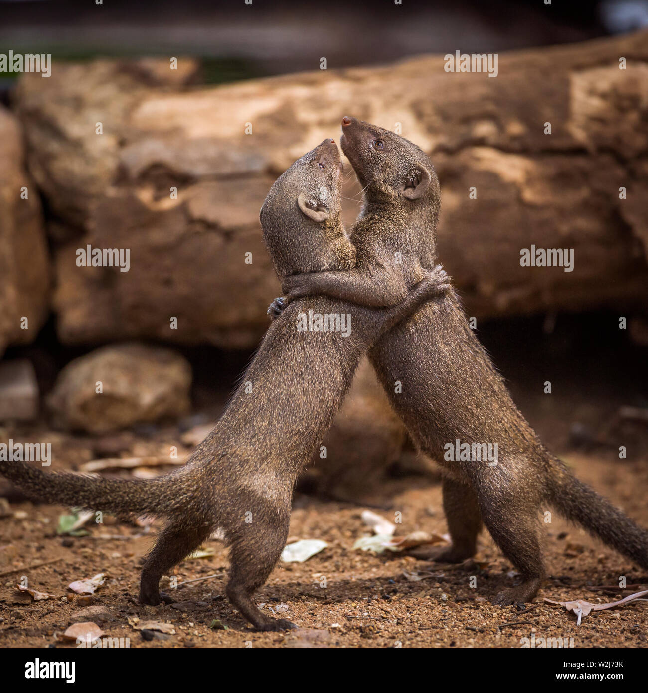Eswatini south africa dance hi-res stock photography and images - Alamy