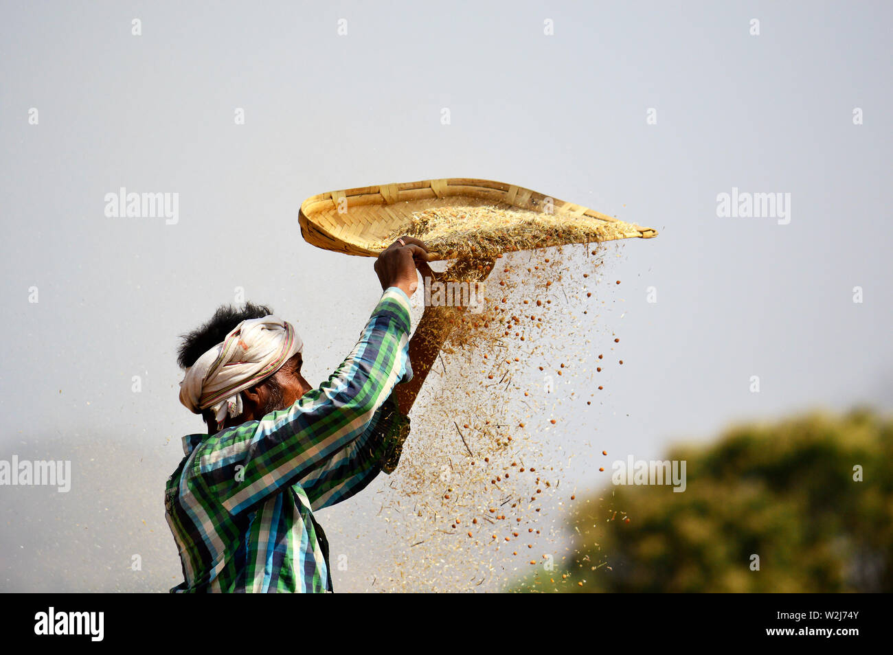 Winnowing or wind winnowing Stock Photo - Alamy