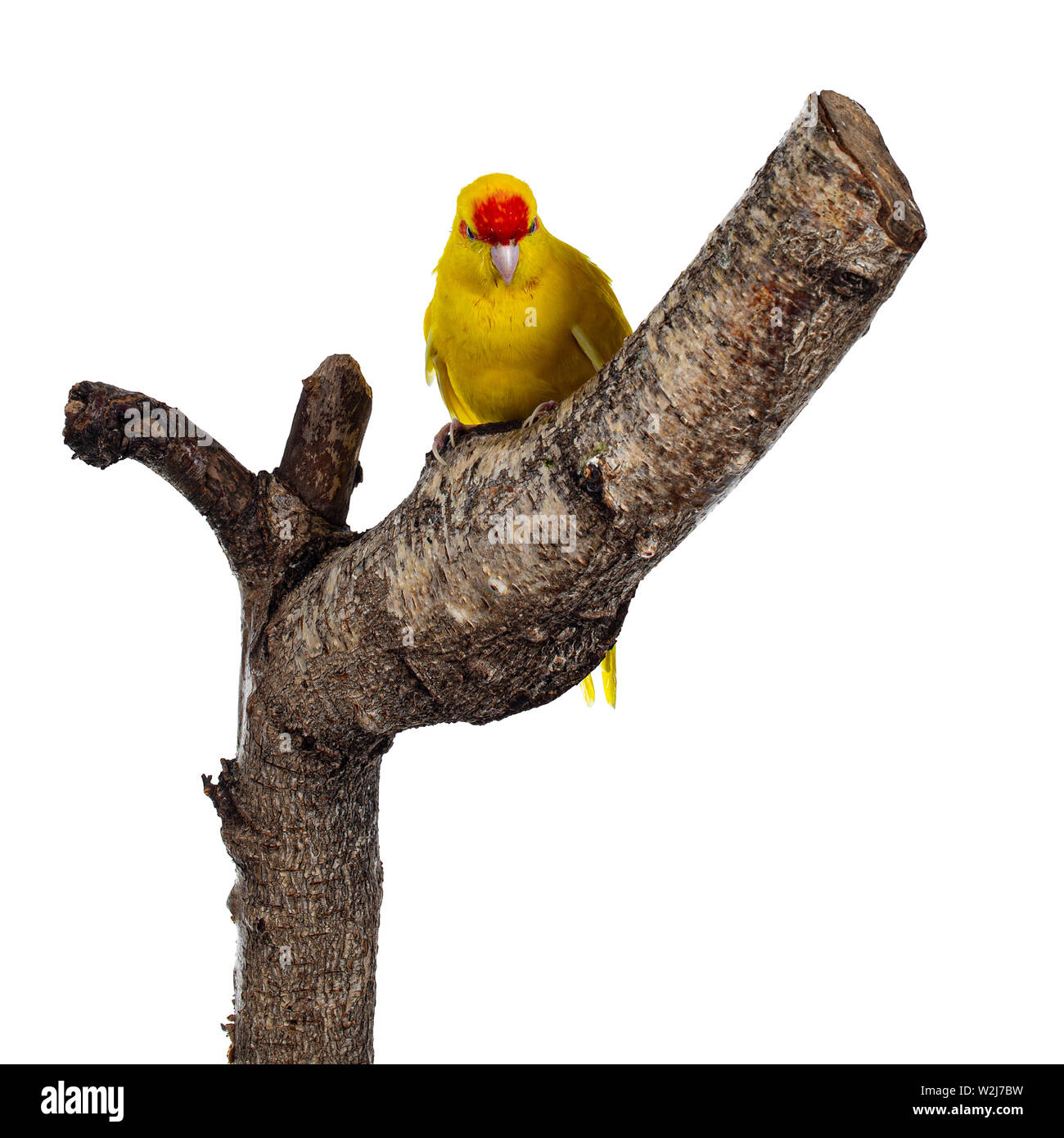 Yellow Parakeet With Red Eyes