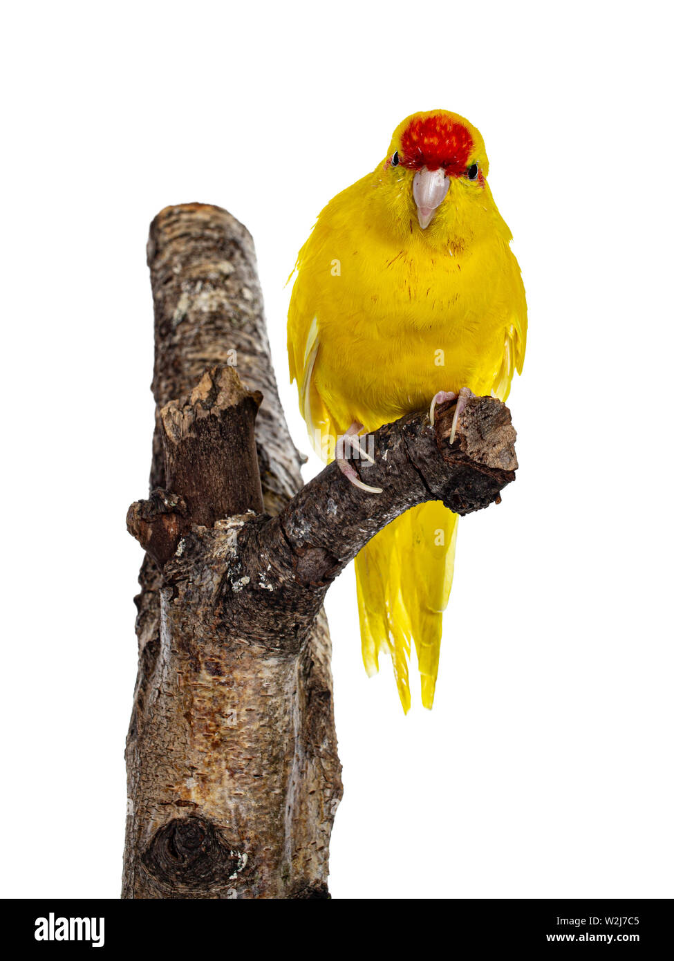 Red crowned yellow Kakariki bird, sitting facing front on part of tree ...