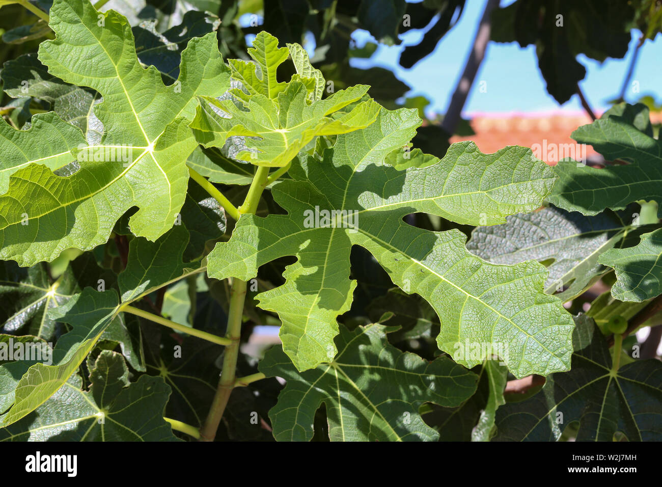 Fresh green fig on a branch of fig tree Stock Photo - Alamy