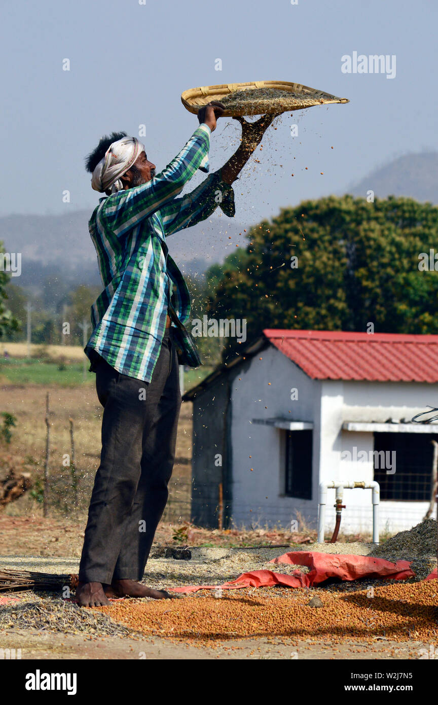Wind winnowing of grain hi-res stock photography and images - Alamy