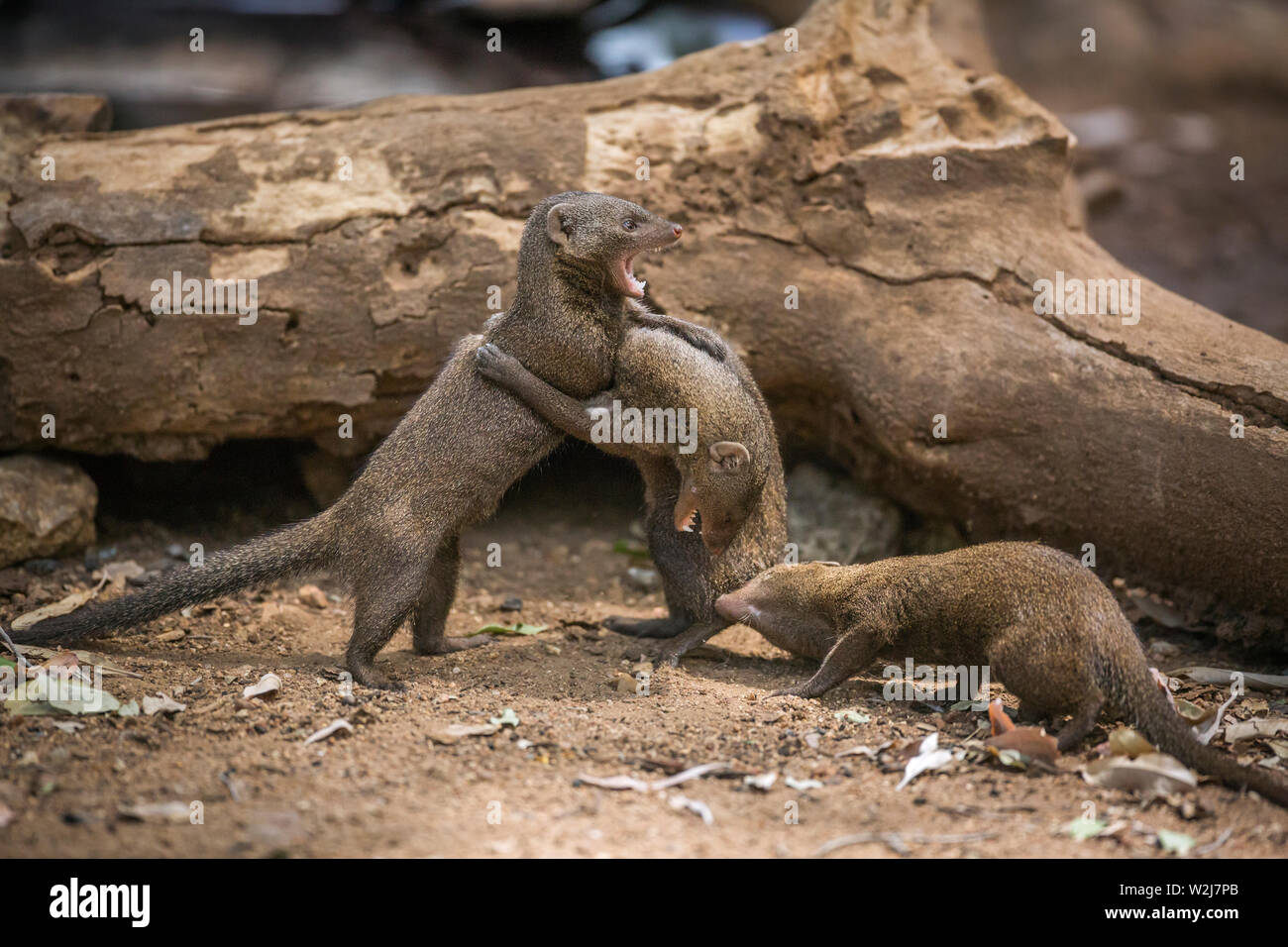 Mongoose behavior hi-res stock photography and images - Alamy