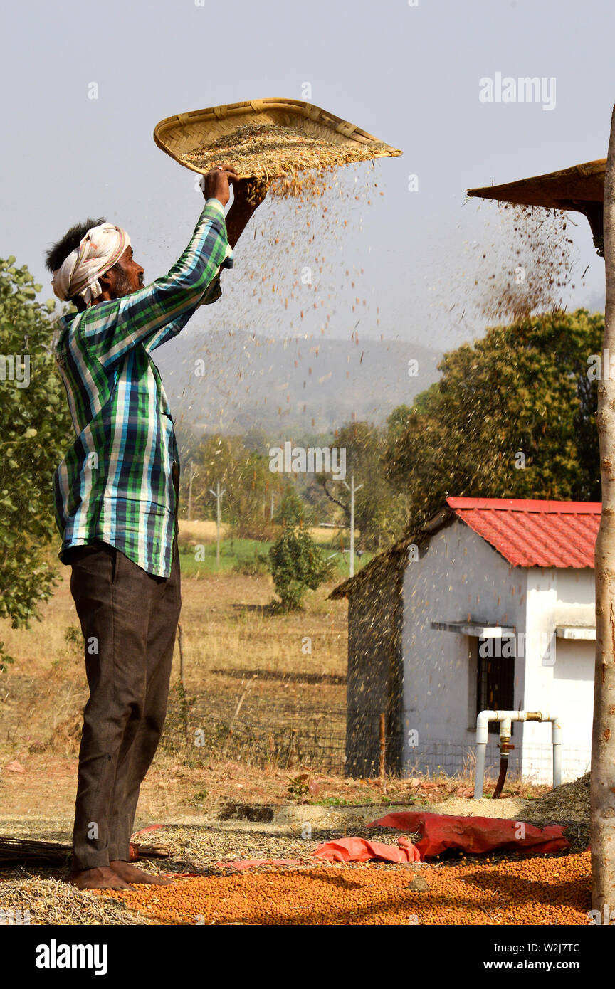 Winnowing or wind winnowing Stock Photo - Alamy