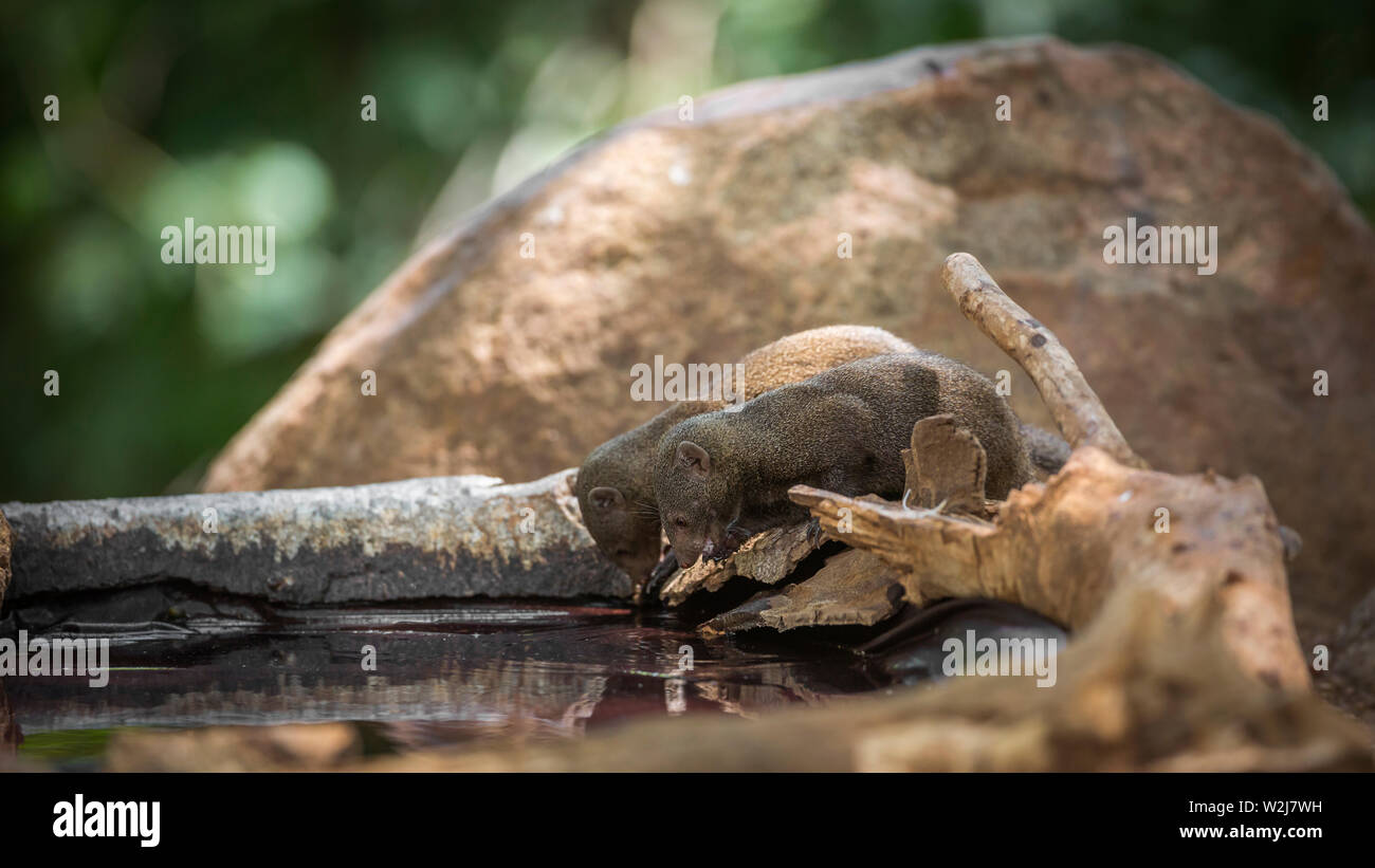 Water mongoose hi-res stock photography and images - Alamy