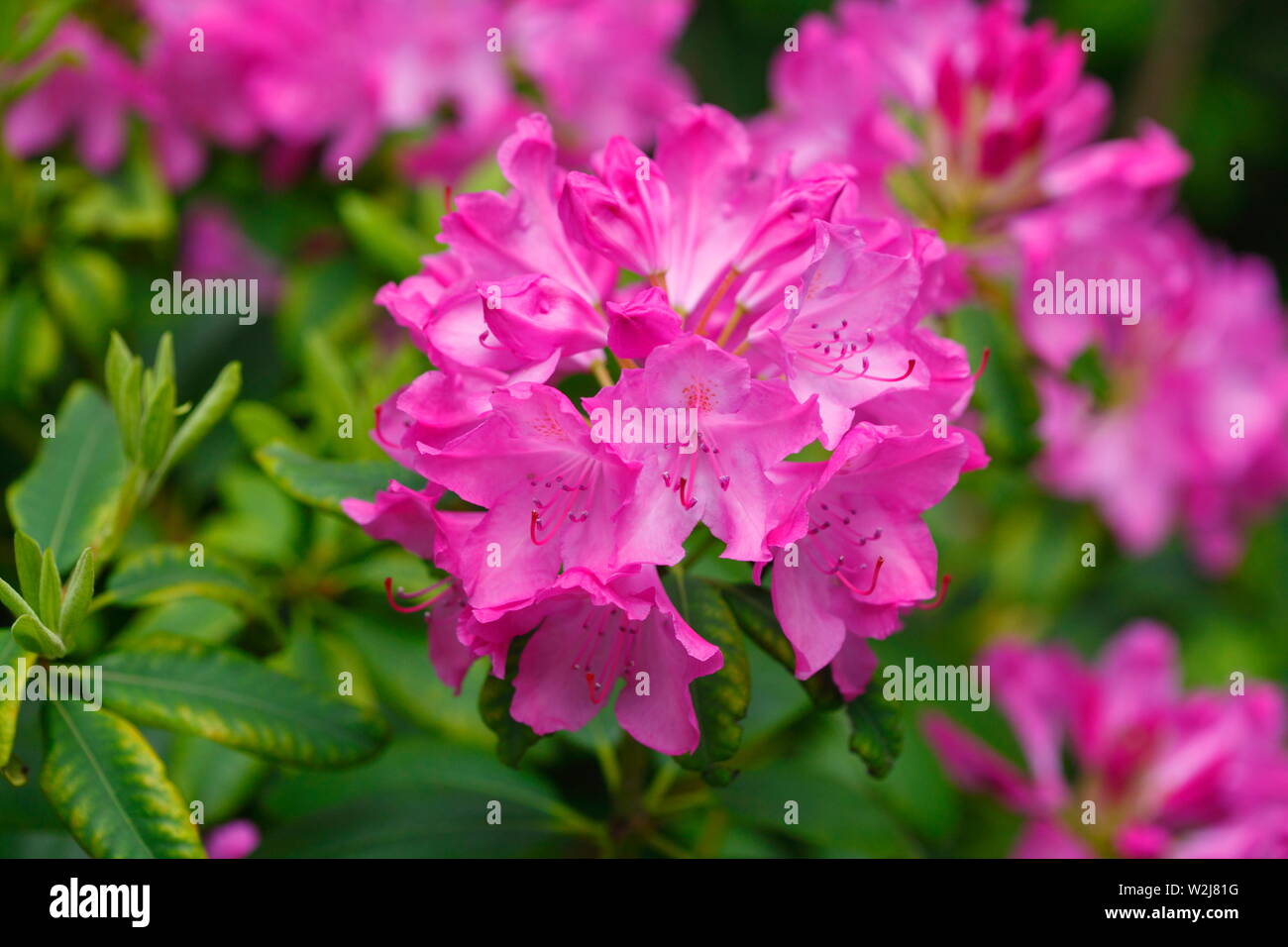 Pink rhododendron flower, close-up, Germany8BIM q R6 HE0 U ÿØÿà JFIF ...