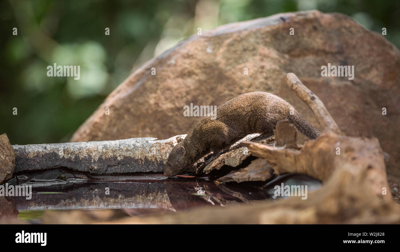Water mongoose hi-res stock photography and images - Alamy