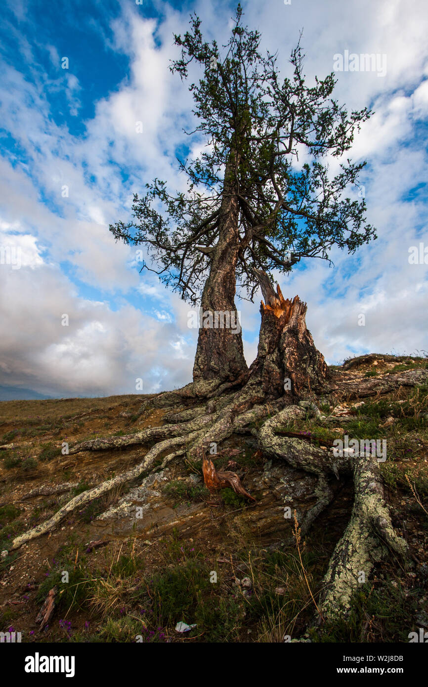 Tree Roots Protruding High Resolution Stock Photography and Images - Alamy