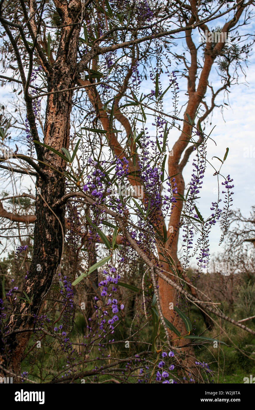 The Spectacles Walk Trail, Perth Stock Photo - Alamy