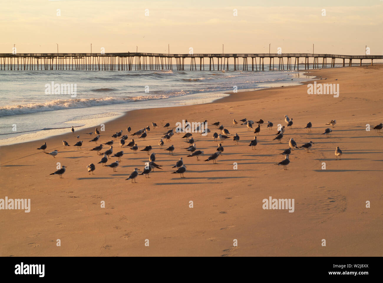 MORNING GLORY: Seagulls gather in joy along Virginia beach after a ...
