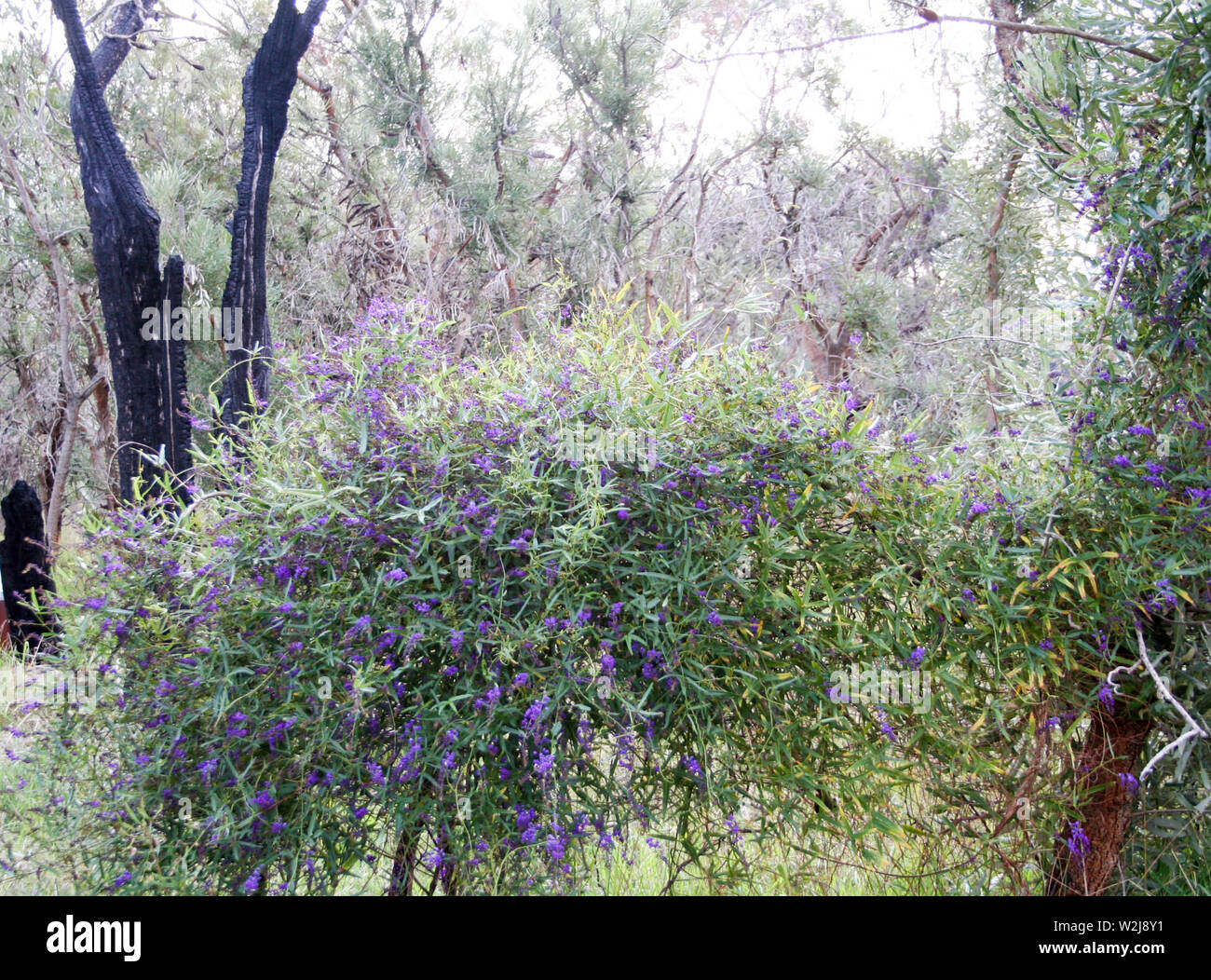 The Spectacles Walk Trail, Perth Stock Photo - Alamy