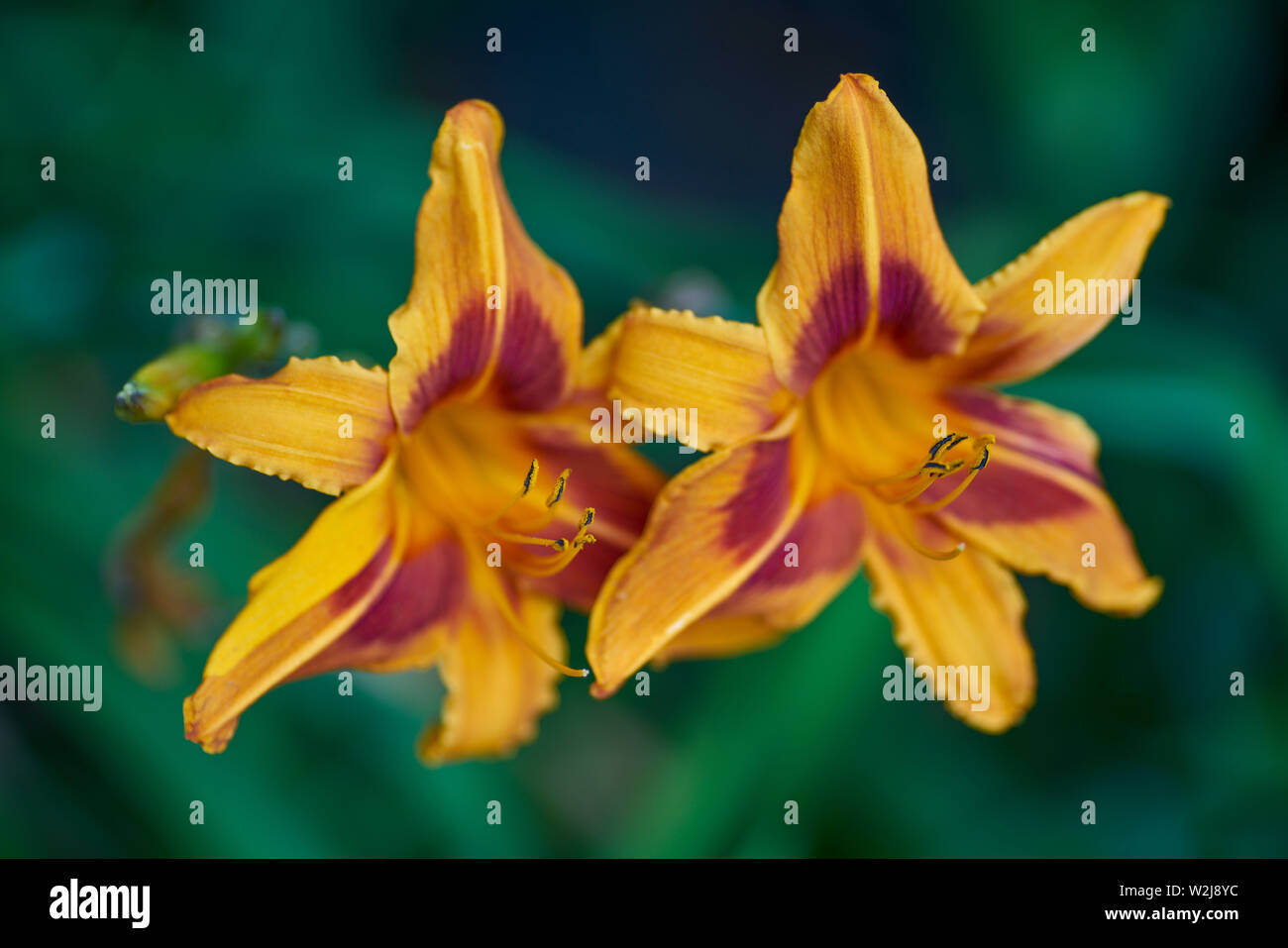 Lush colorful day lily blossom close up Stock Photo - Alamy