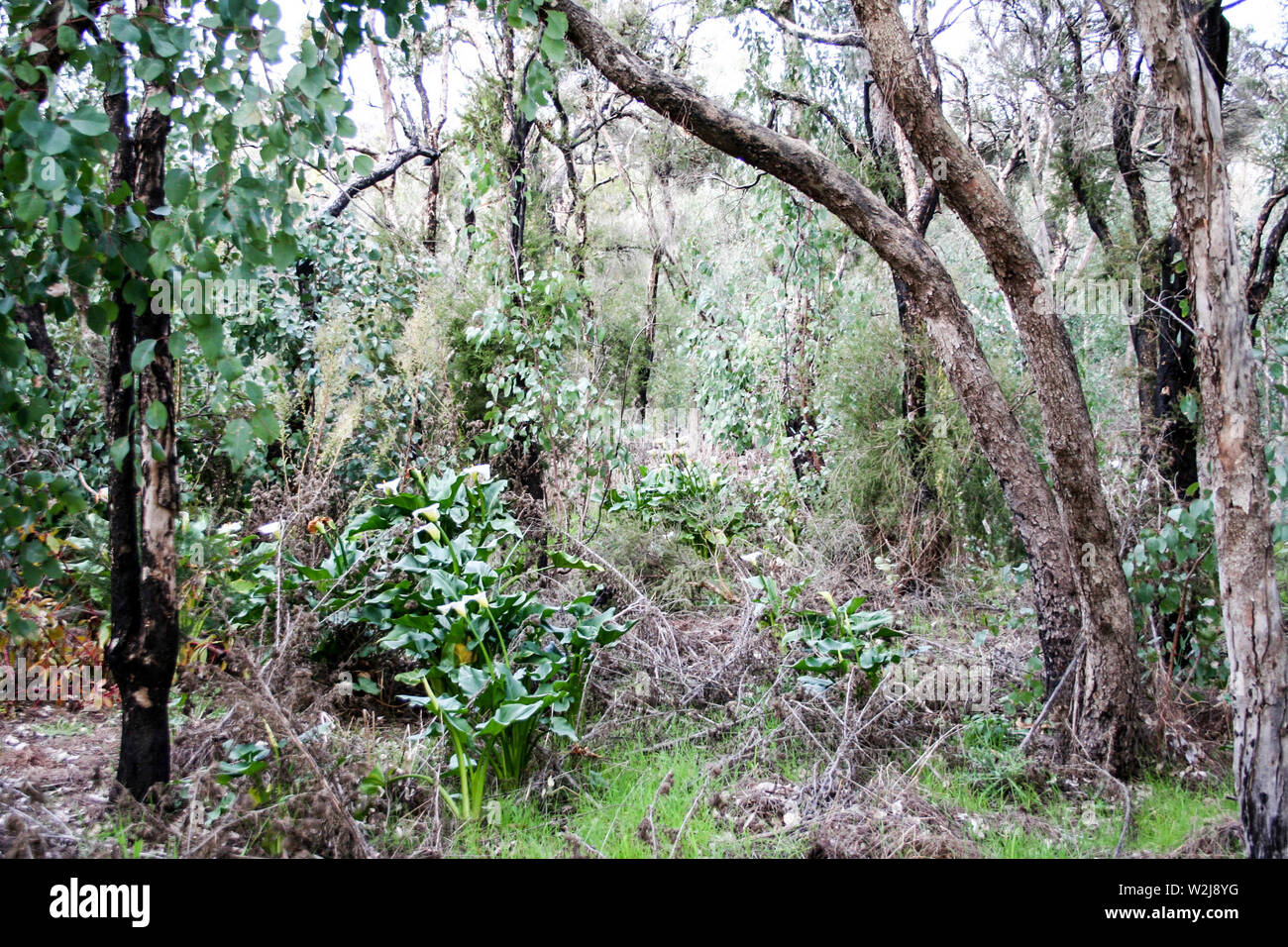 The Spectacles Walk Trail, Perth Stock Photo - Alamy