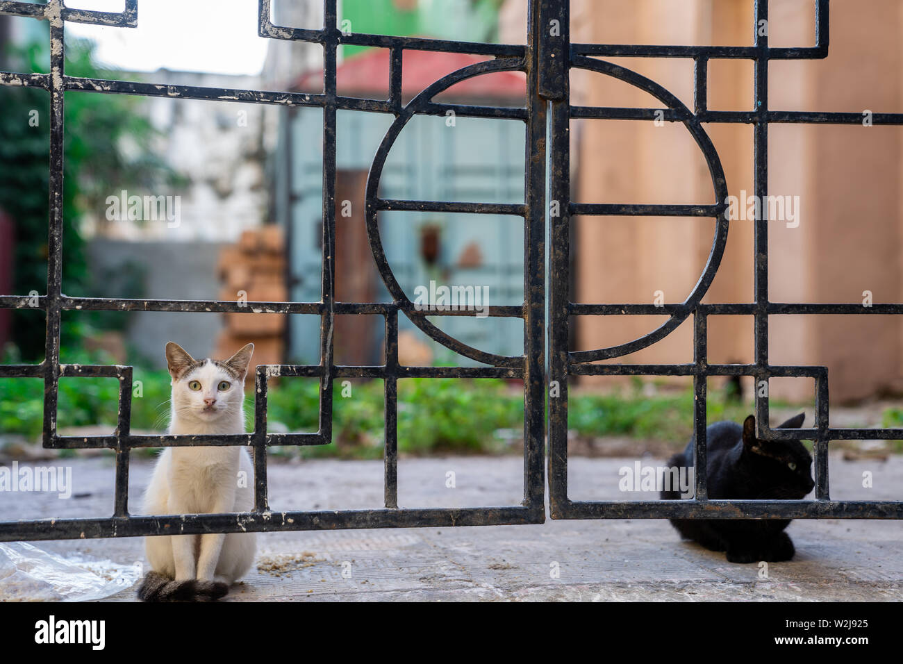 Cuban cats hi-res stock photography and images - Alamy