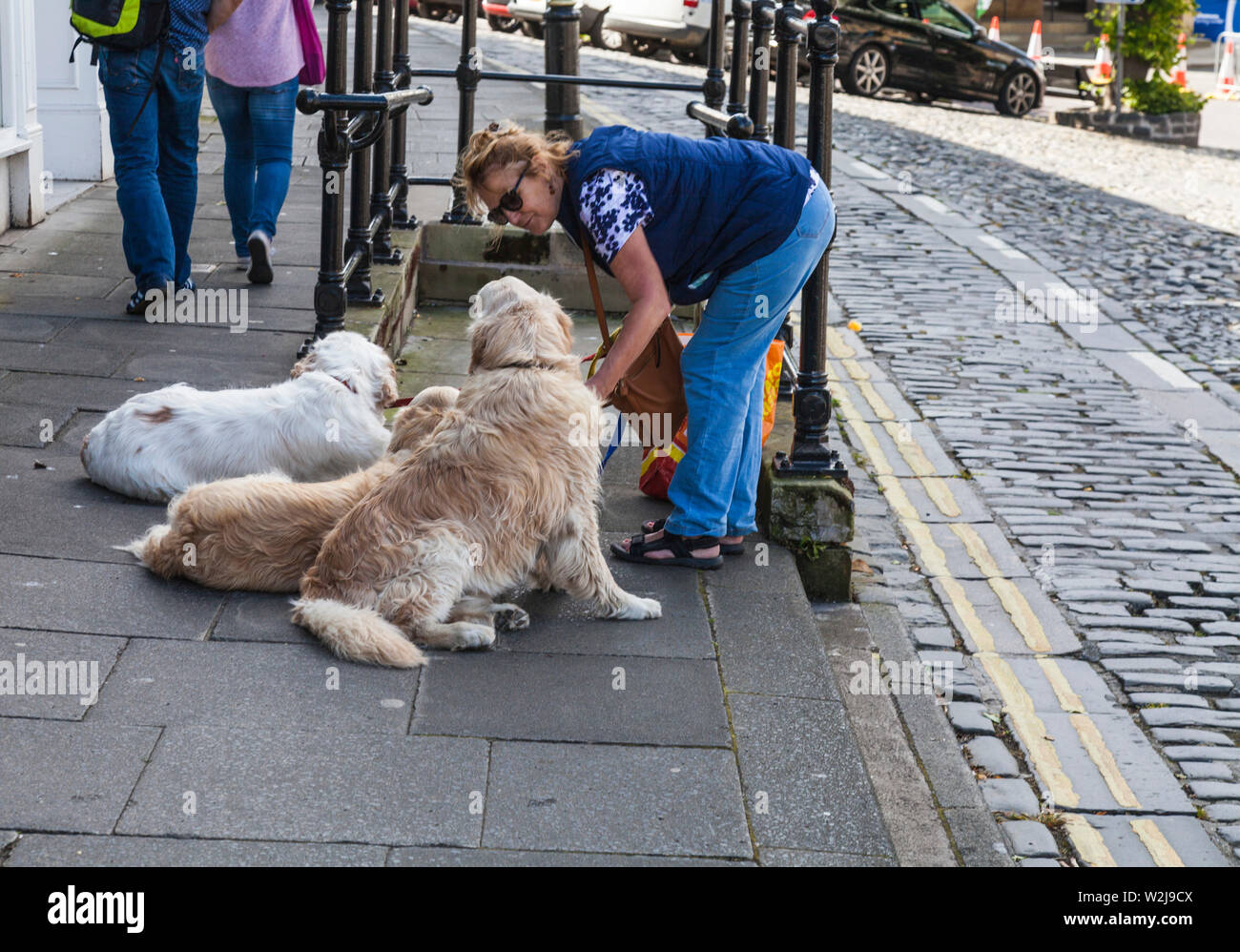 Three dogs laid down on the pavement in the shade and having a rest in ...