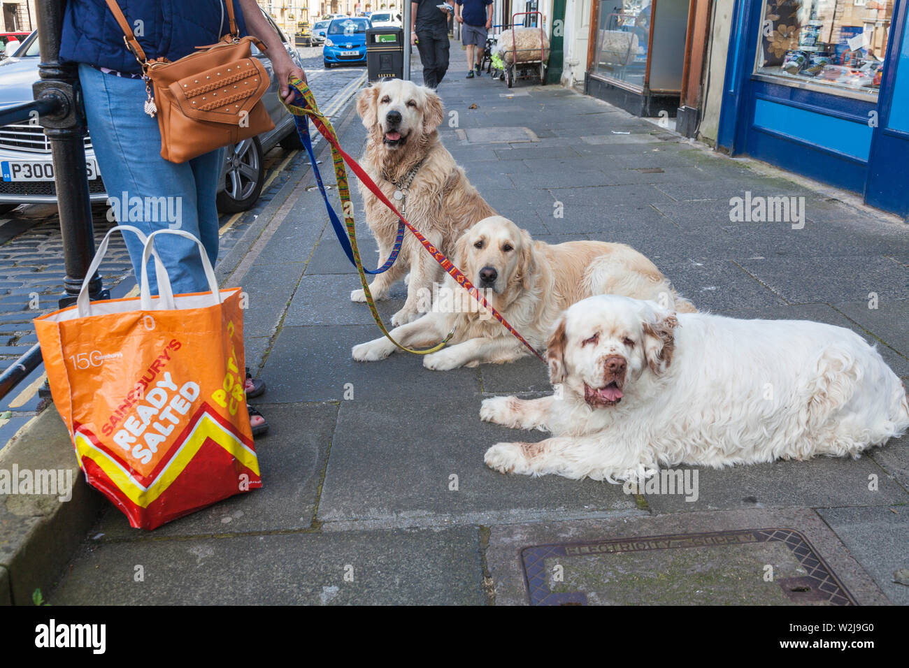 Three dogs laid down on the pavement in the shade and having a rest in ...