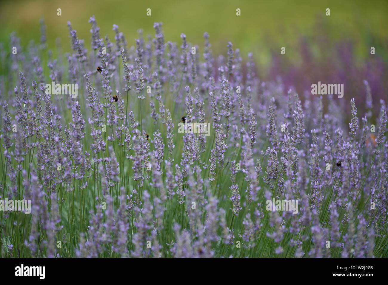 Lavender fragrant hi-res stock photography and images - Alamy