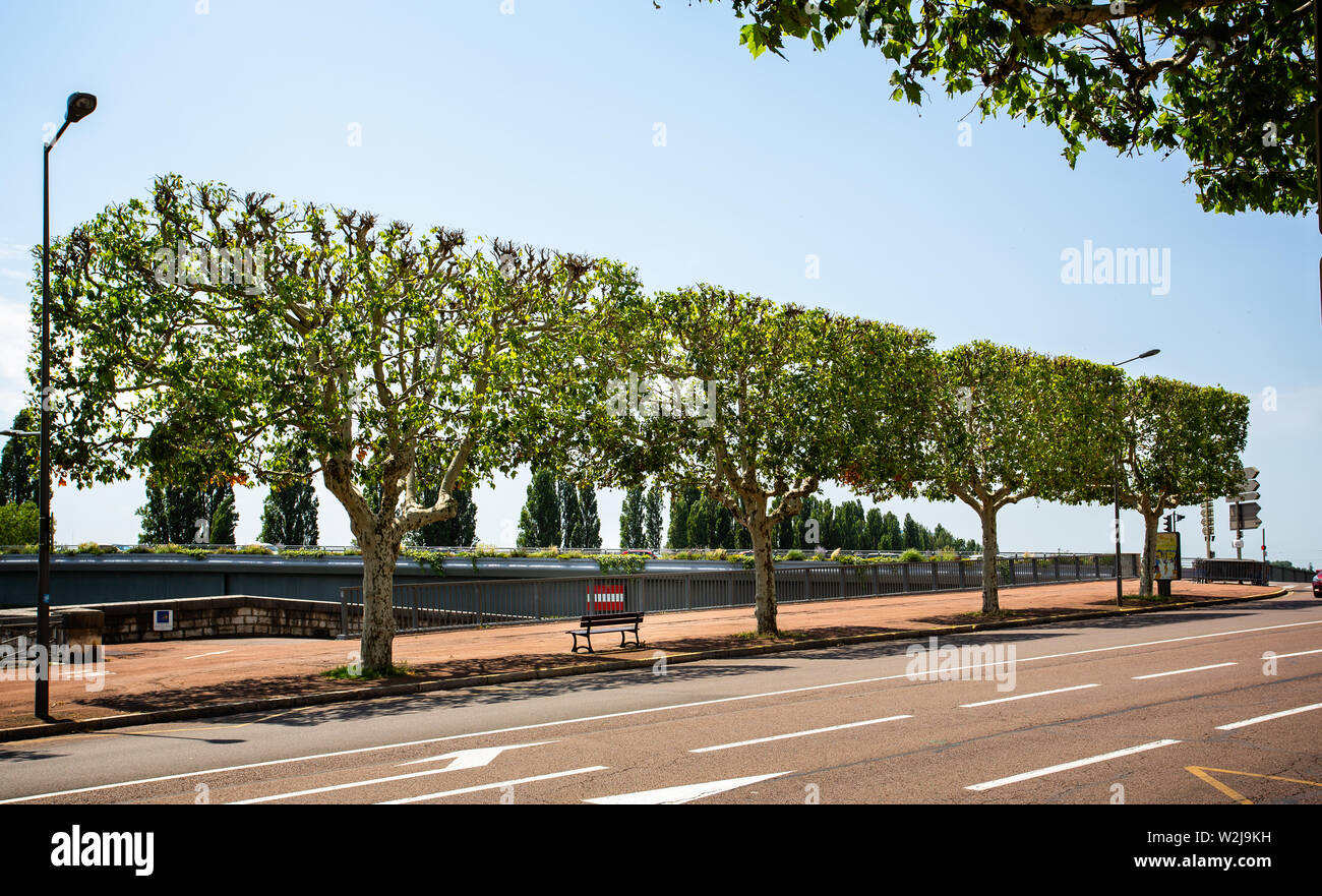 Row of pollarded trees with rectangular shaped canopy, branches in ...