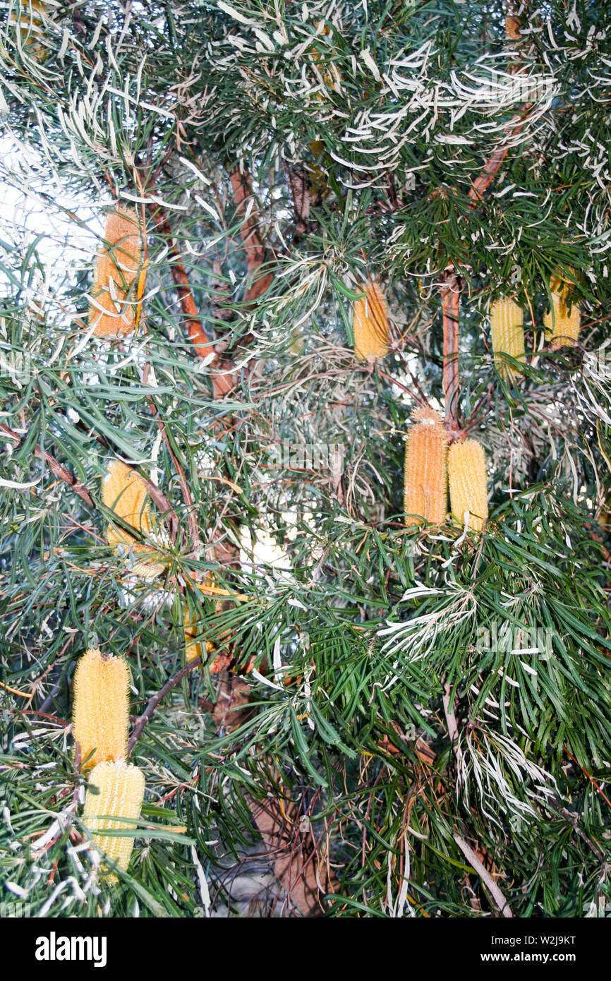 The Spectacles Walk Trail, Perth Stock Photo - Alamy