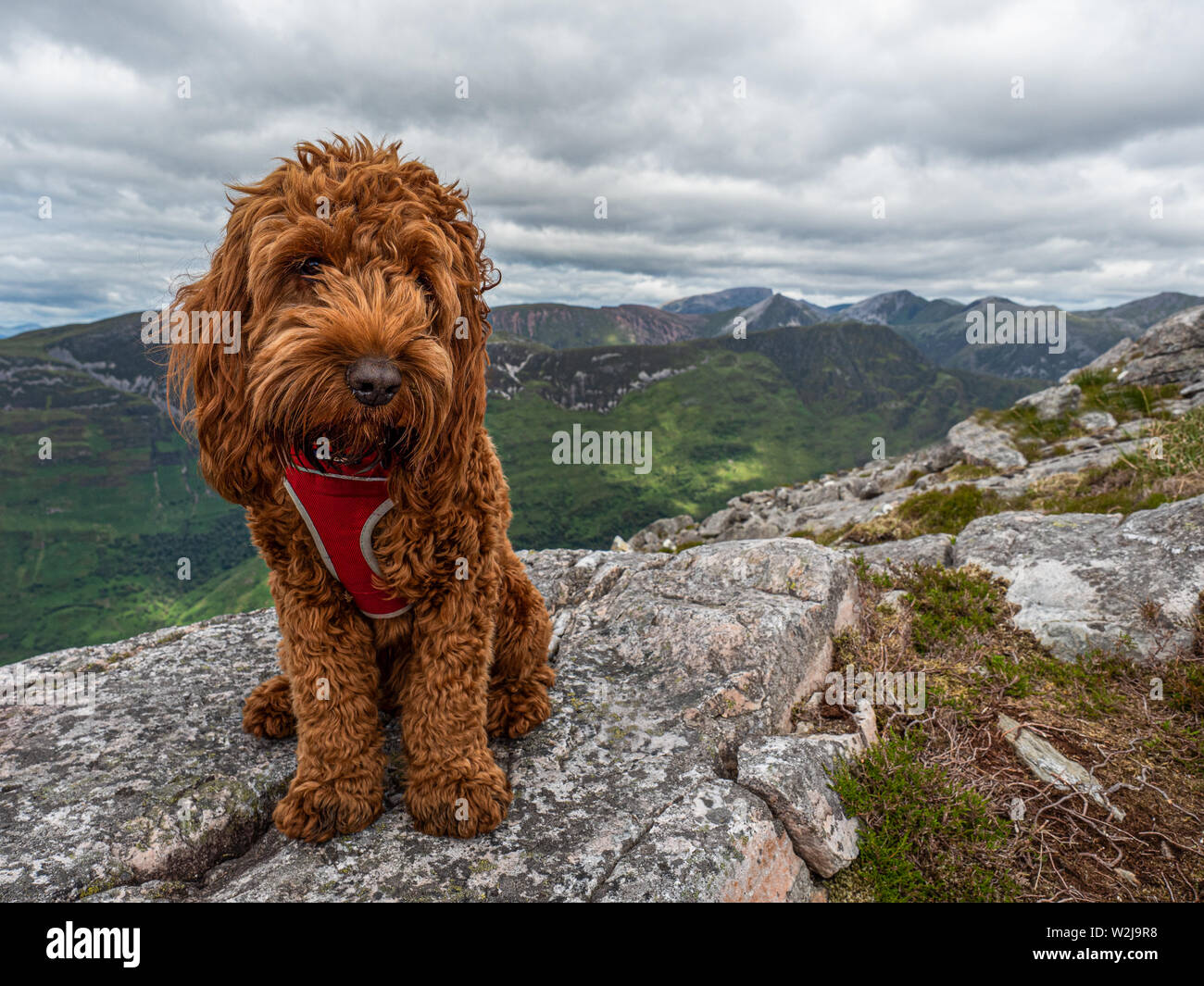 A young Cockapoo sitting on a rock during a walk in the mountains of ...