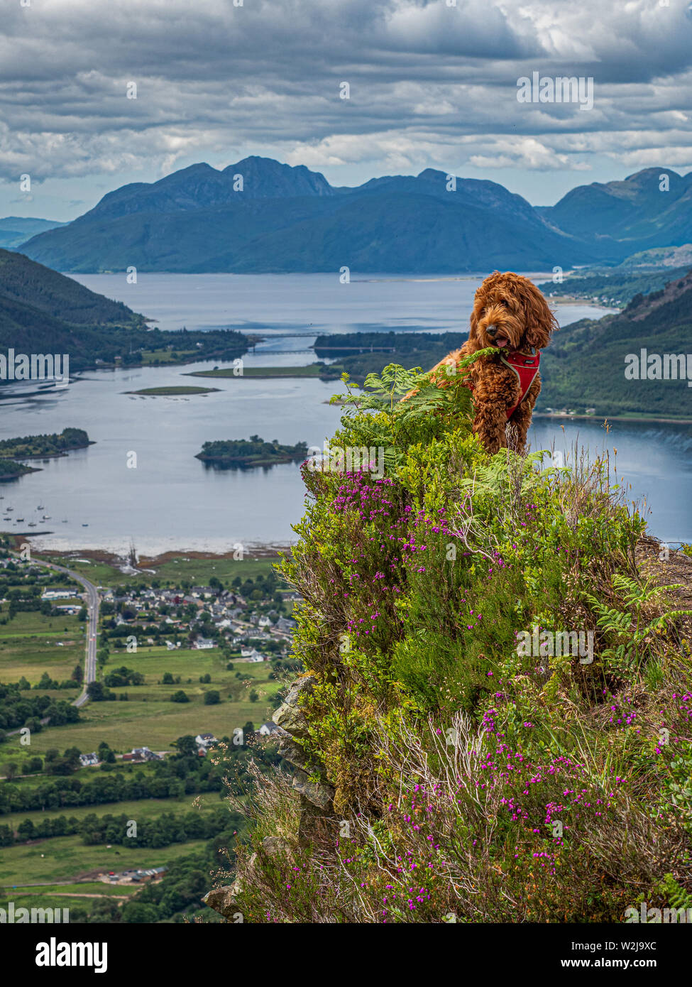 A young Cockapoo sitting on a rock during a walk in the mountains of ...