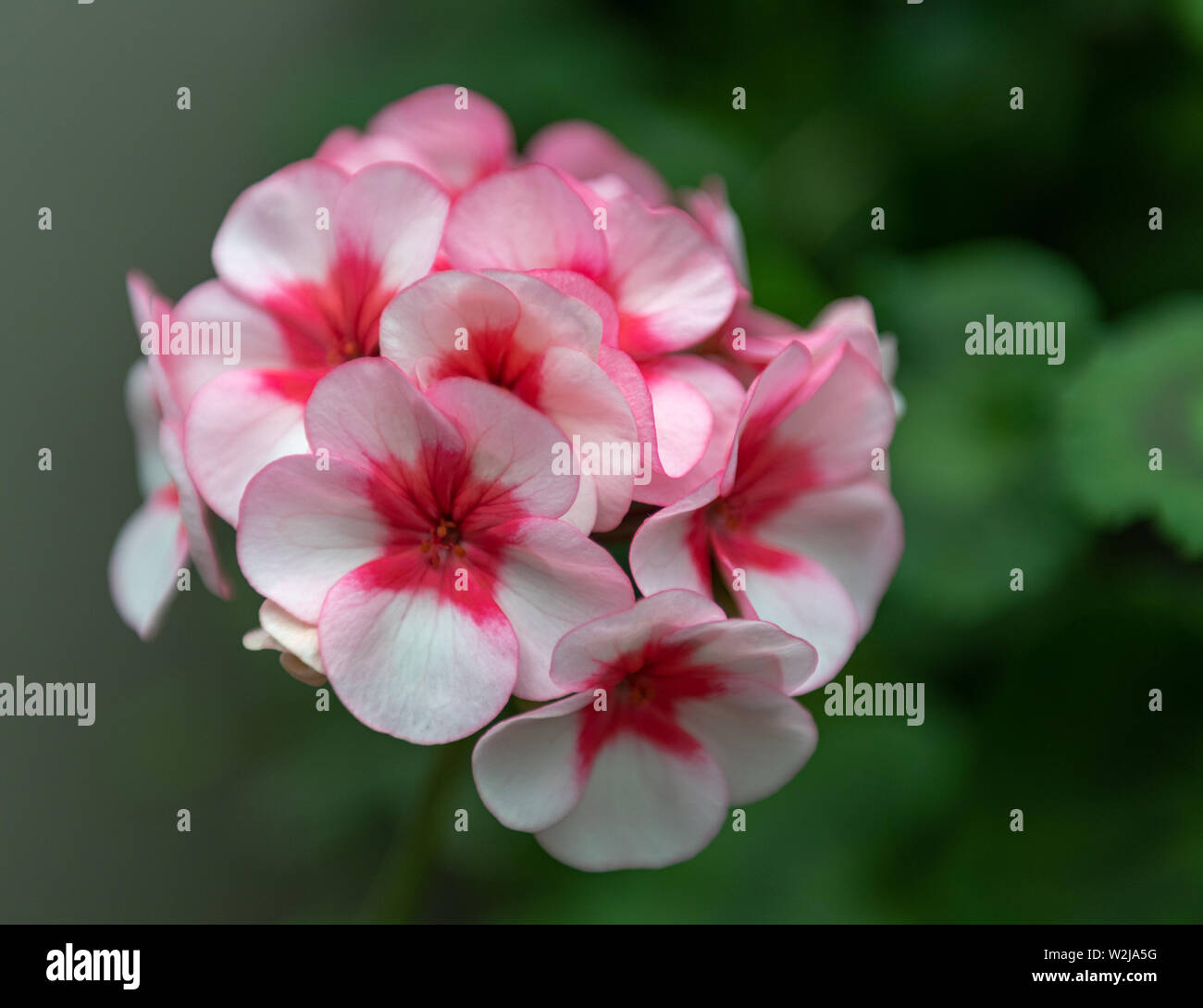 Geranium flower hi-res stock photography and images - Alamy